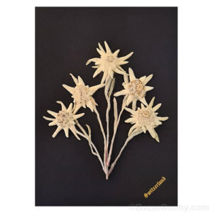 Genuine dried edelweiss - BazarOuchy